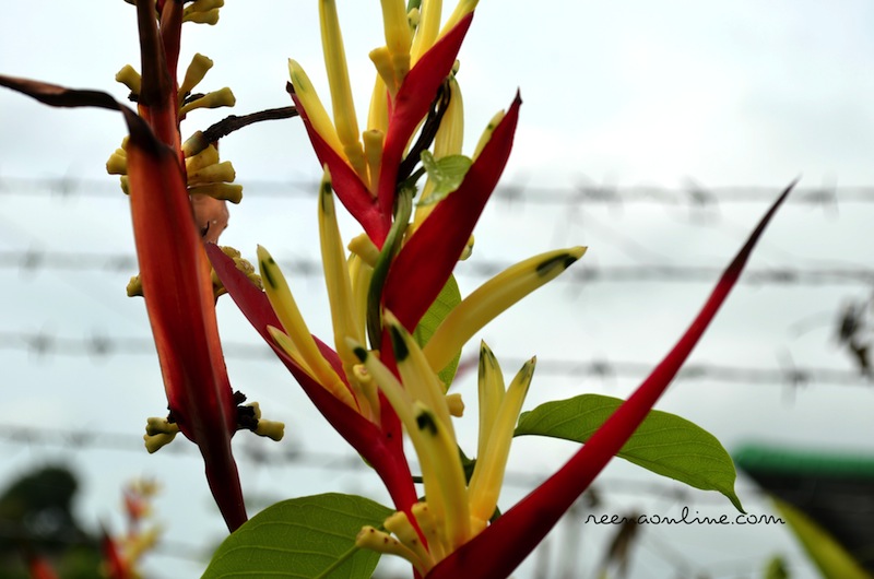 Reena's Online: Fotografi Bunga / Flower Photography #1