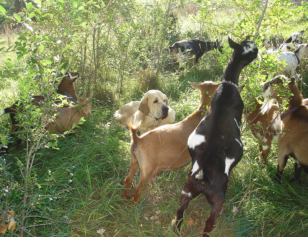 Spanish Mastiff (Mastin Espanol)