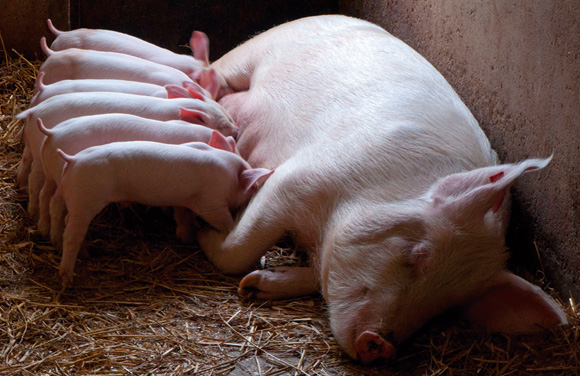 Producción de cerdos, atención durante el parto y manejo de lechones ...
