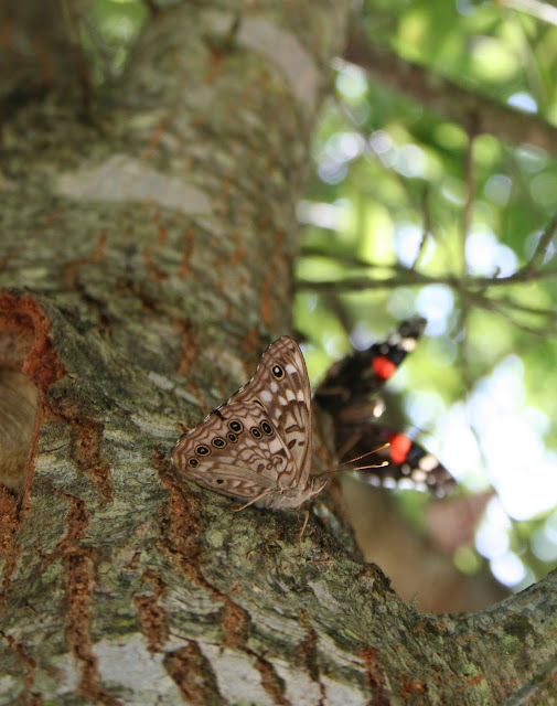Hoot Owl Karma: Sap Sippers... Butterflies Tap the Trees