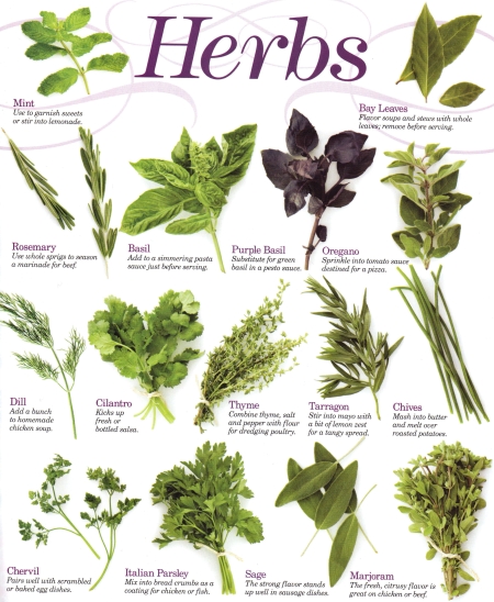Growing your own Herbs