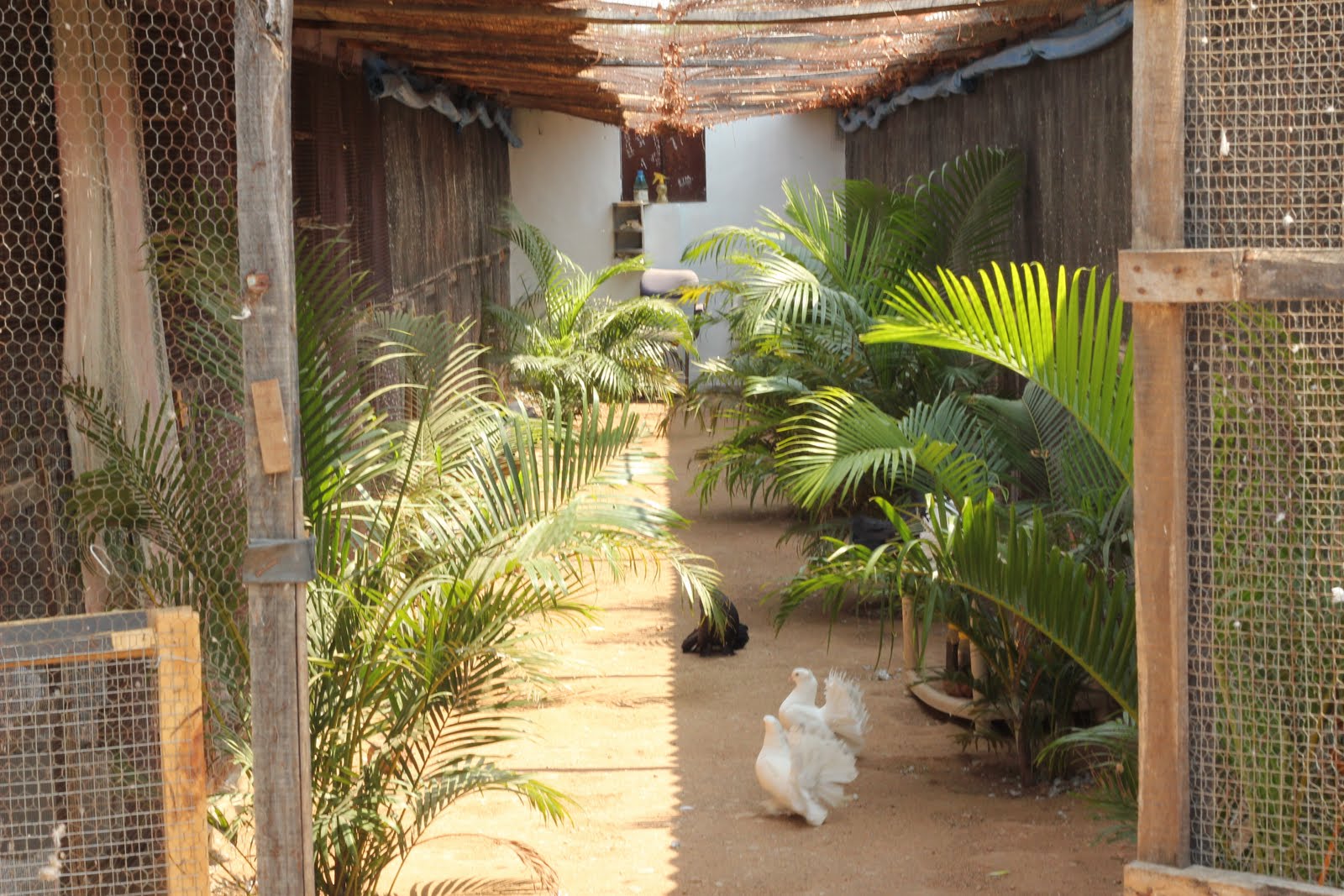 HYDERABAD BIRDS BREEDER: my pigeon loft
