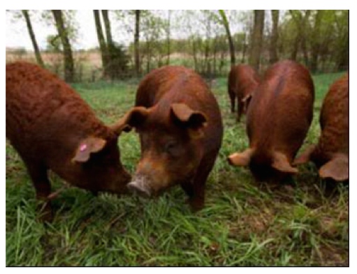 Fourteen Heritage Pig Breeds | Big Picture Agriculture