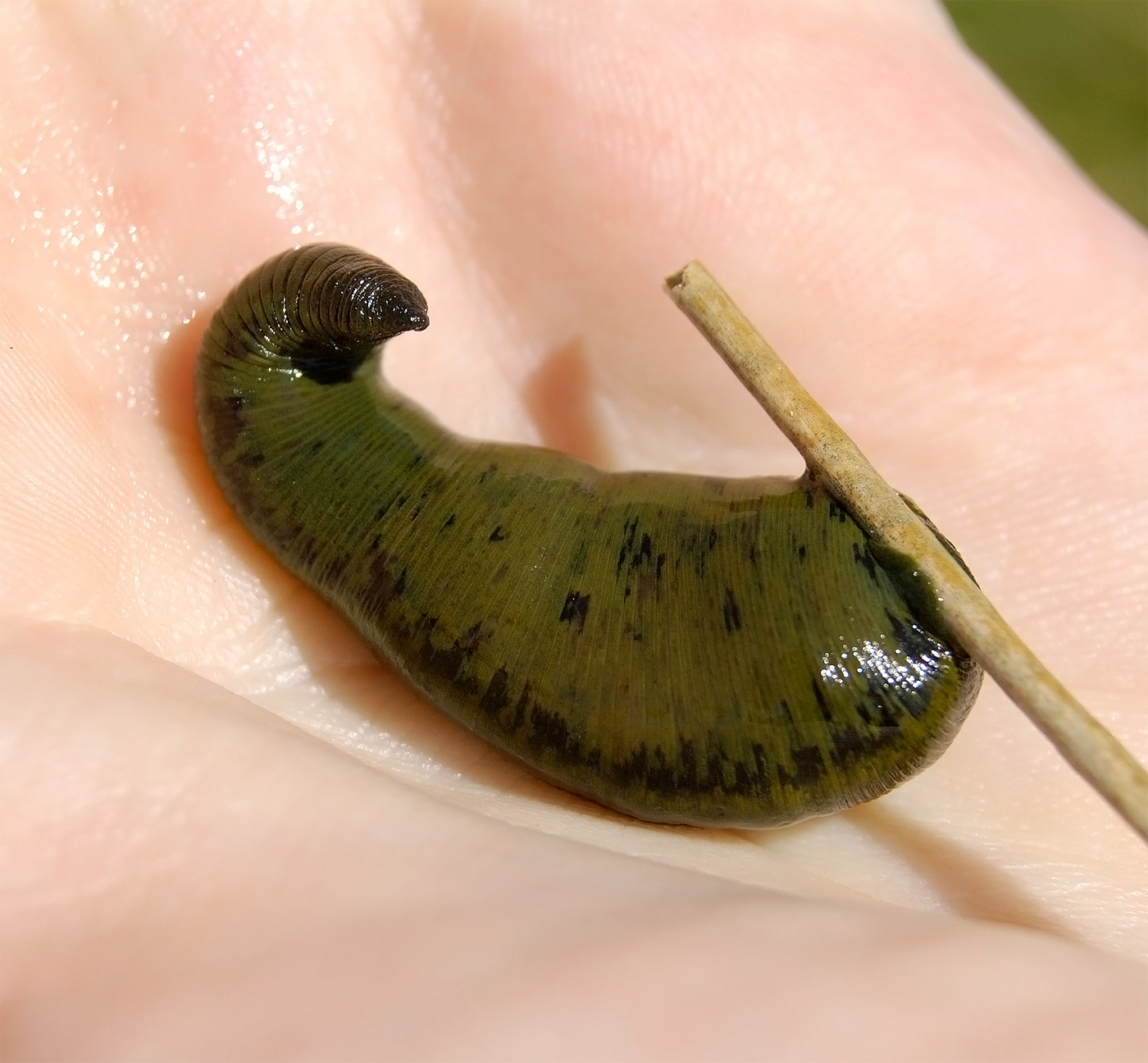 Scottish Wildlife Blog: Kilpatrick Hills, West/East Dunbartonshire