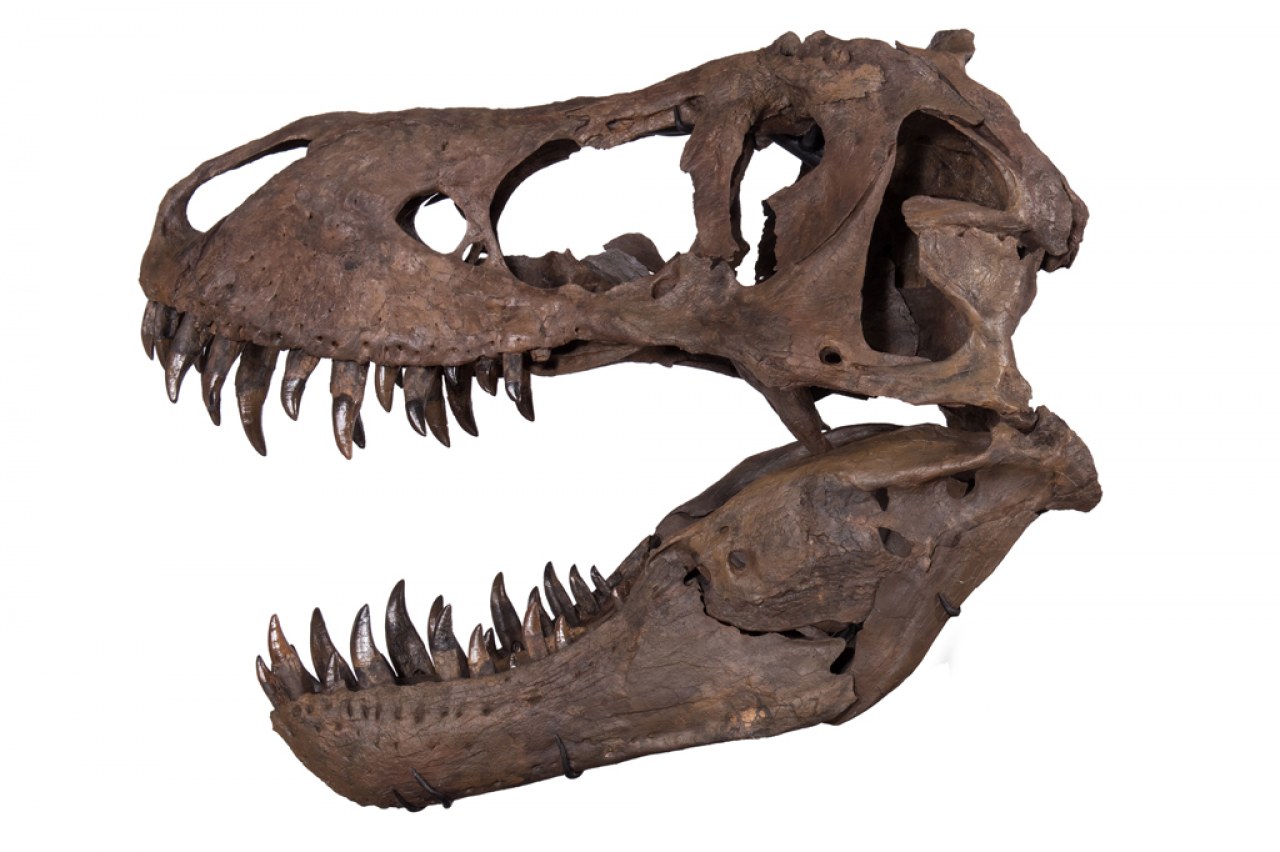 My Prehistoric Saga: Size Calculations for Tyrannosaurus rex.