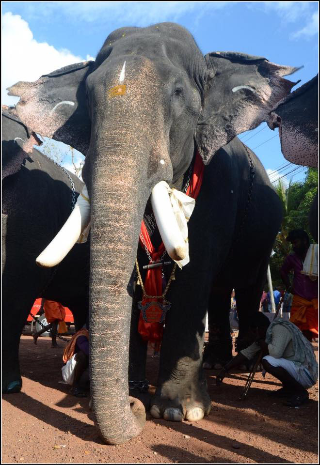 Pambadi Rajan -Kerala Elephant - Gajarajan Pambadi Rajan