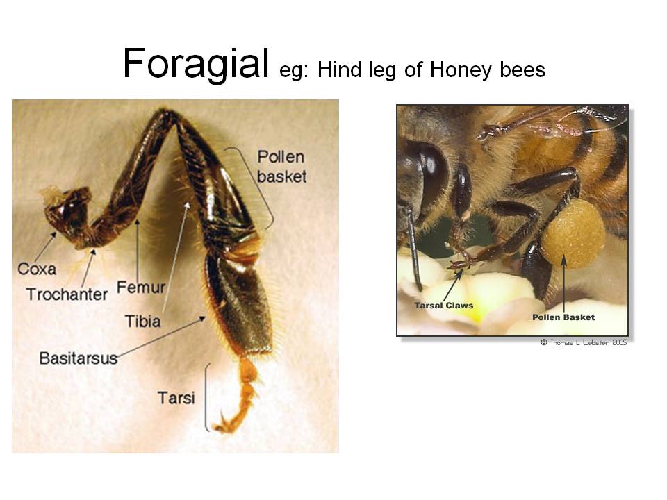 Insect Legs and Its Modifications