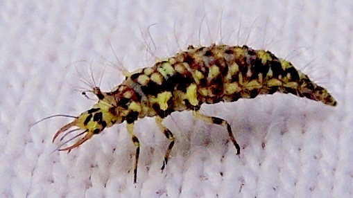 Springfield Plateau: Junk Bugs