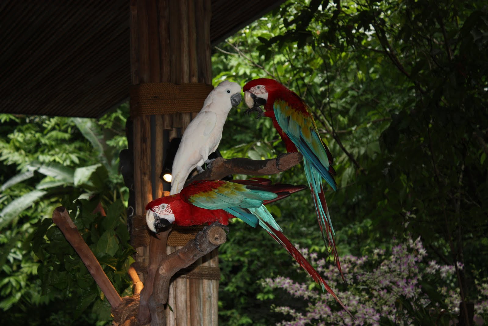 Singapore Zoo & Night Safari ~ Travelz mania