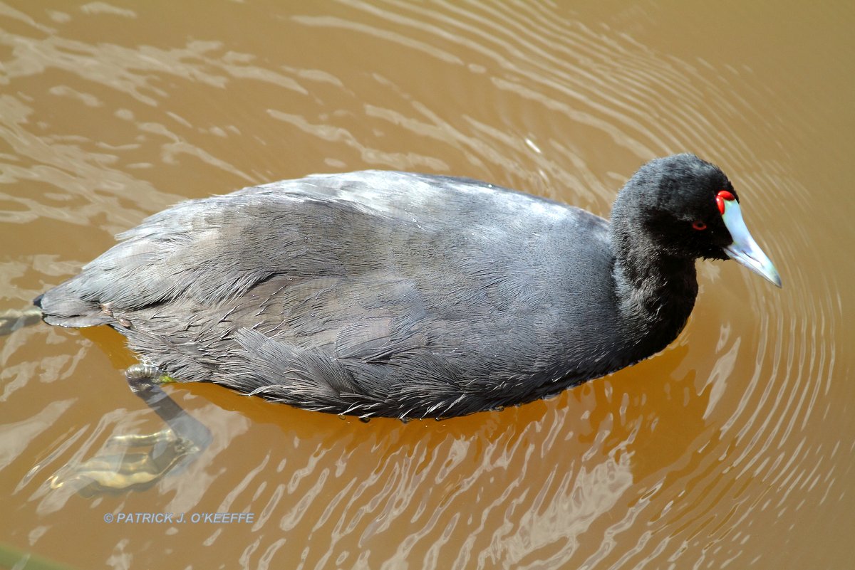 Raw Birds: RED KNOBBED COOT [Juvenile] (Fulica cristata) Albufera Marsh ...