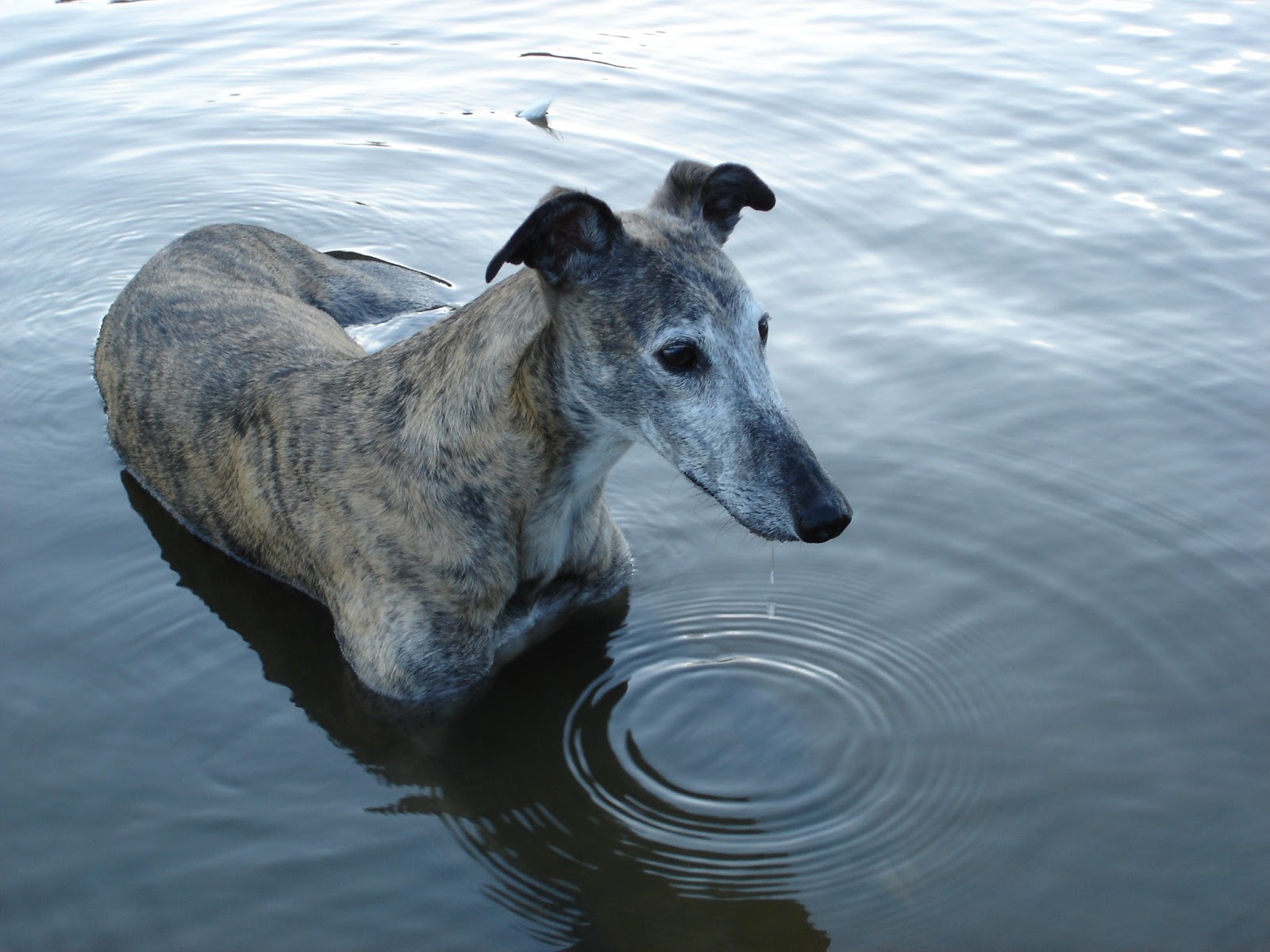 Northern Lights Greyhound Adoption Dog Blog: NLGA Photo Roundup ...