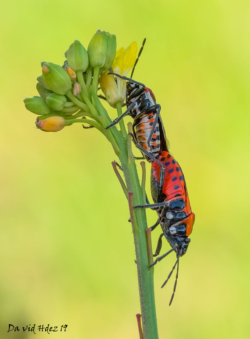 David Hernández: Eurydema ornata