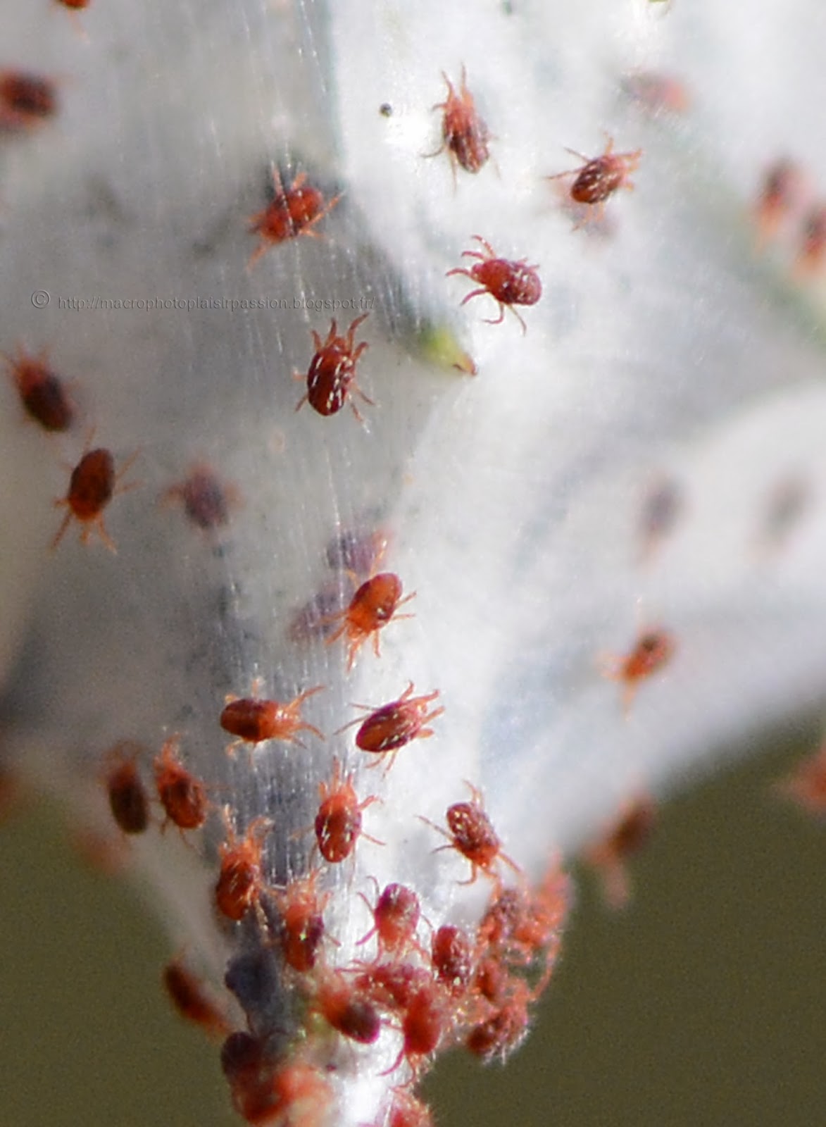 Macrophoto plaisir passion: Le Tétranyque rouge de l'Ajonc, Tetranychus ...