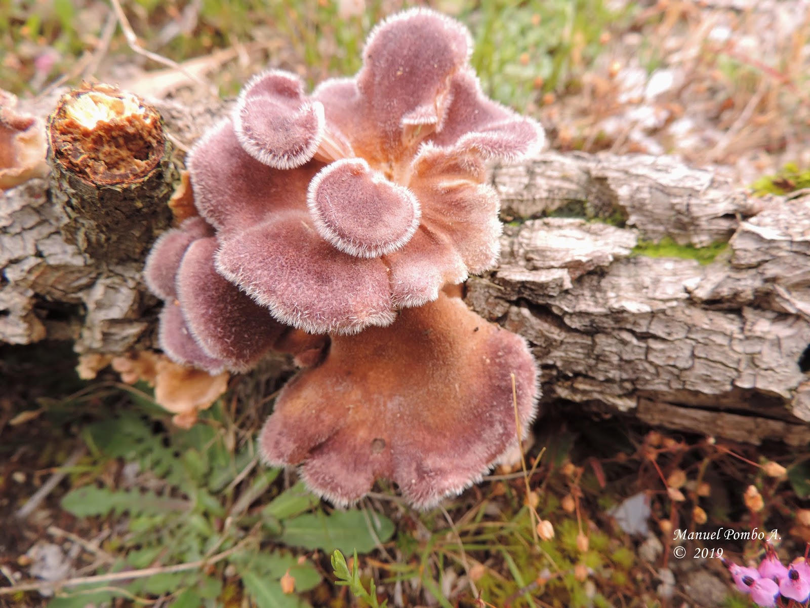 Un micólogo aficionado: Panus rudis (Fries).