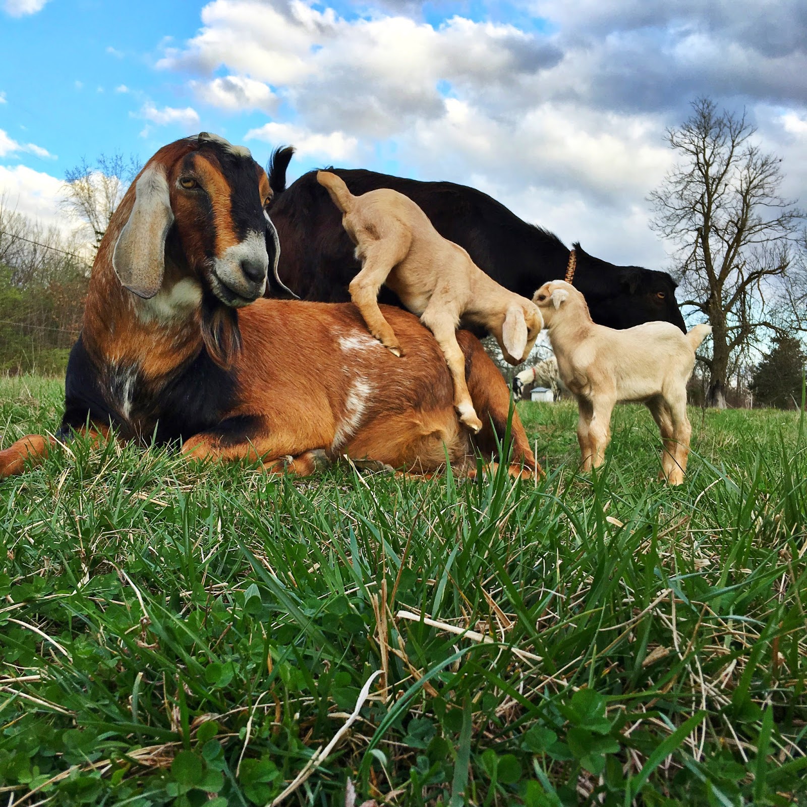 natalie creates: Garden Workshop at Freckled Hen Farm
