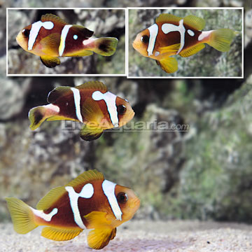Fishy Fishy: Finding Clownfish