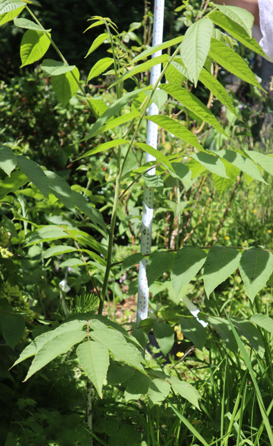 David's Blog: Butternut Trees Sprouting