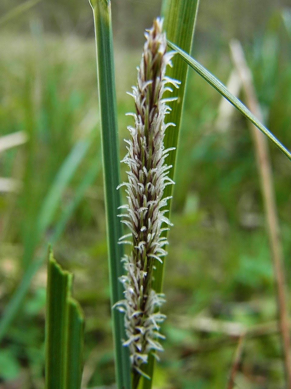 quatre saisons: joncs
