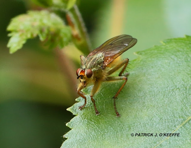 Raw Birds: Insects of Ireland