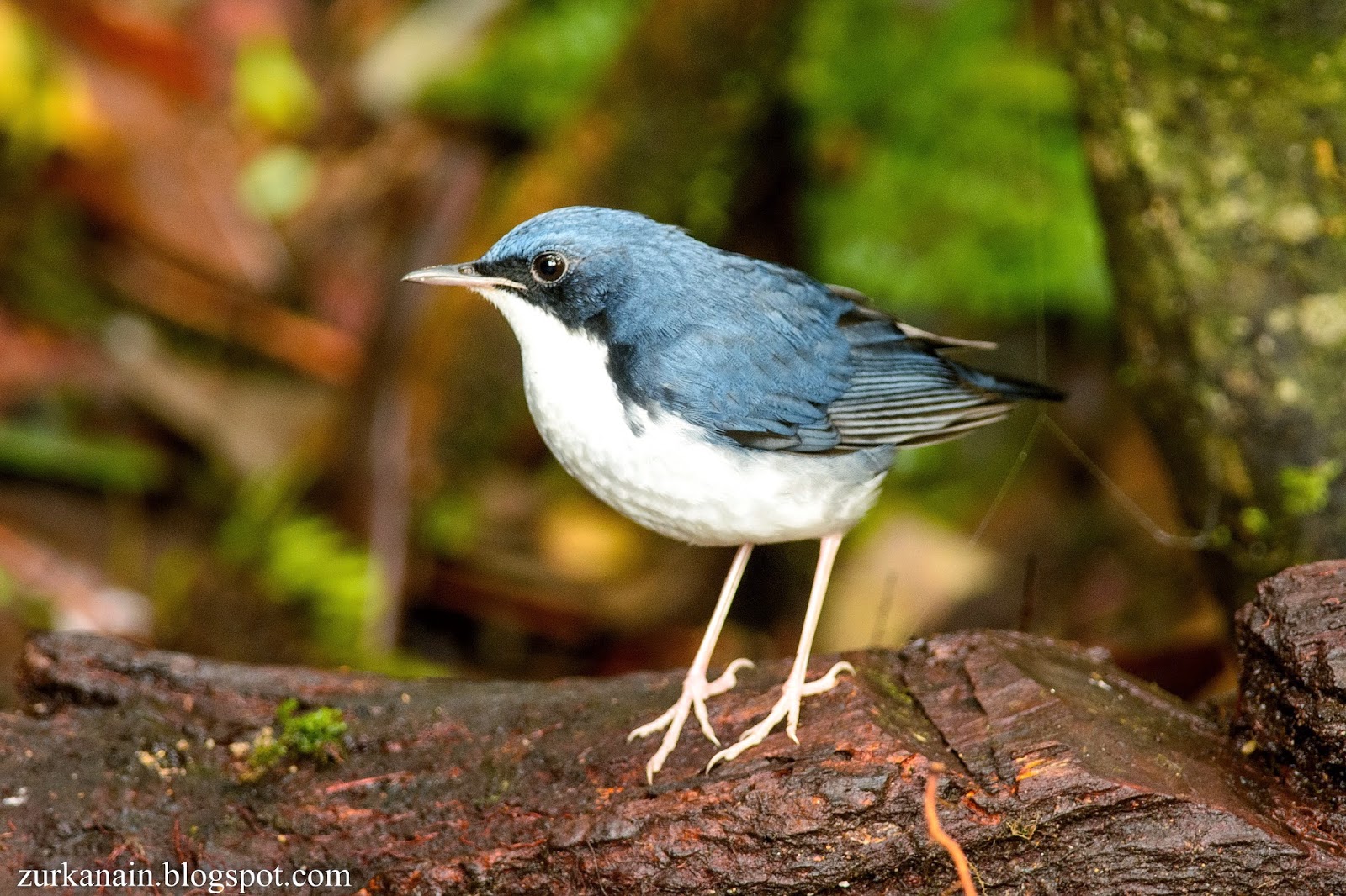 Zul Ya - Birds of Peninsular Malaysia: Siberian Blue Robin V14