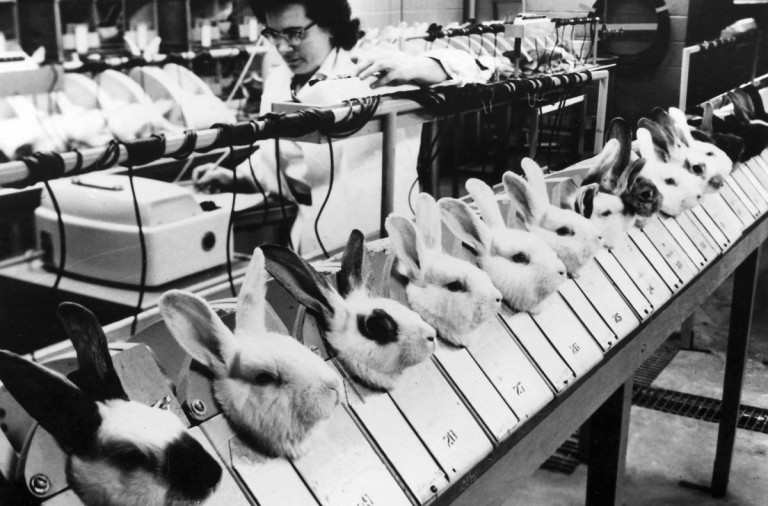 Experimentación Animal