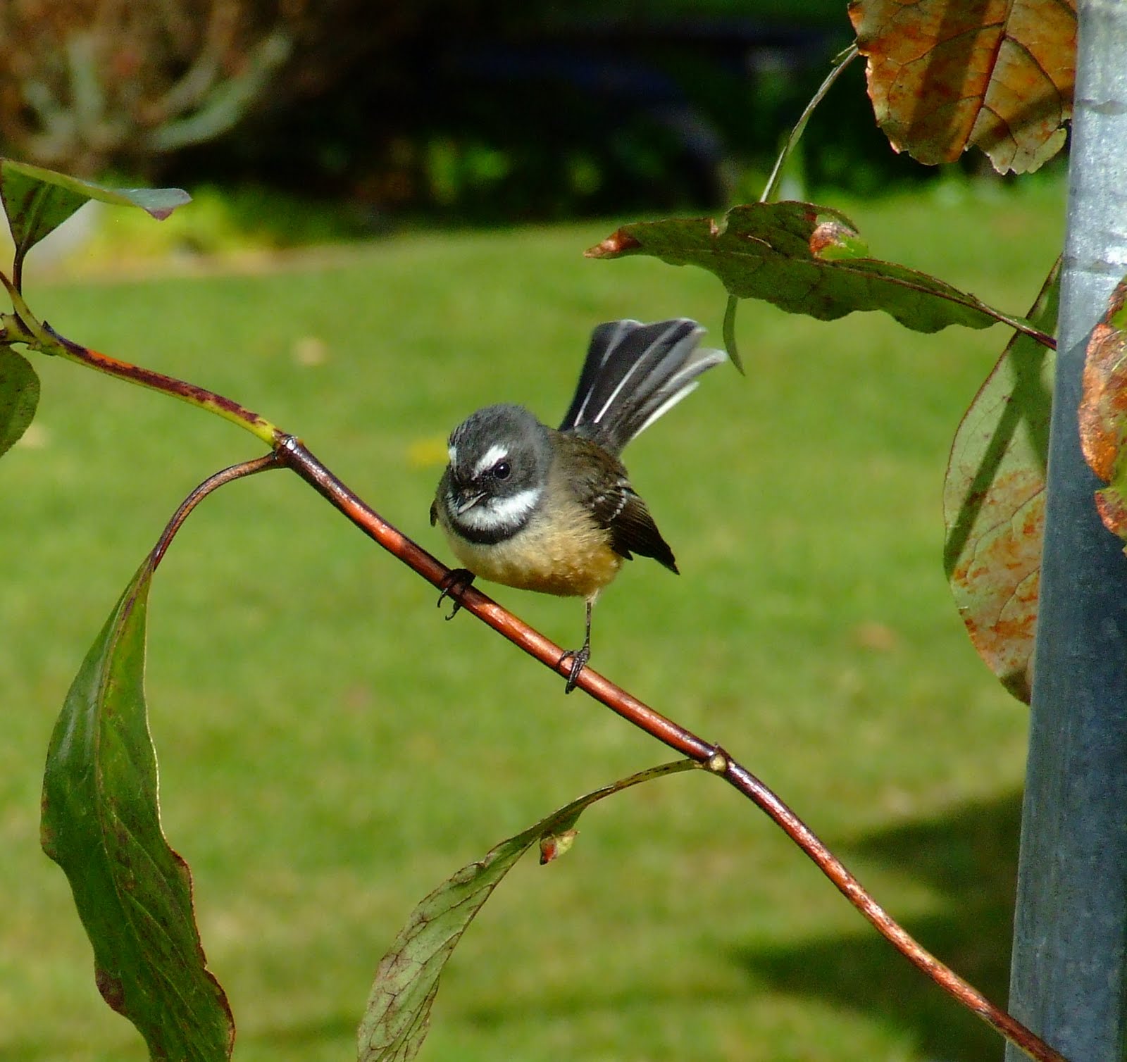 Amazing facts about the new zealand fantail bird - About Wild Animals