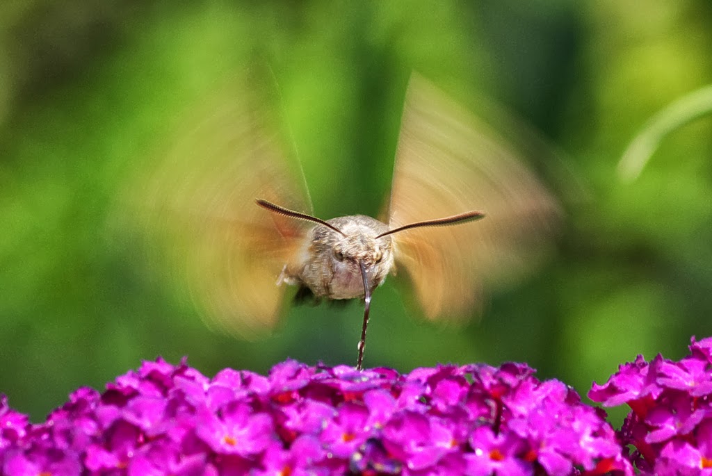 Species of UK: Week 30: Hummingbird Hawk-moth (‘Macroglossum stellatarum’)
