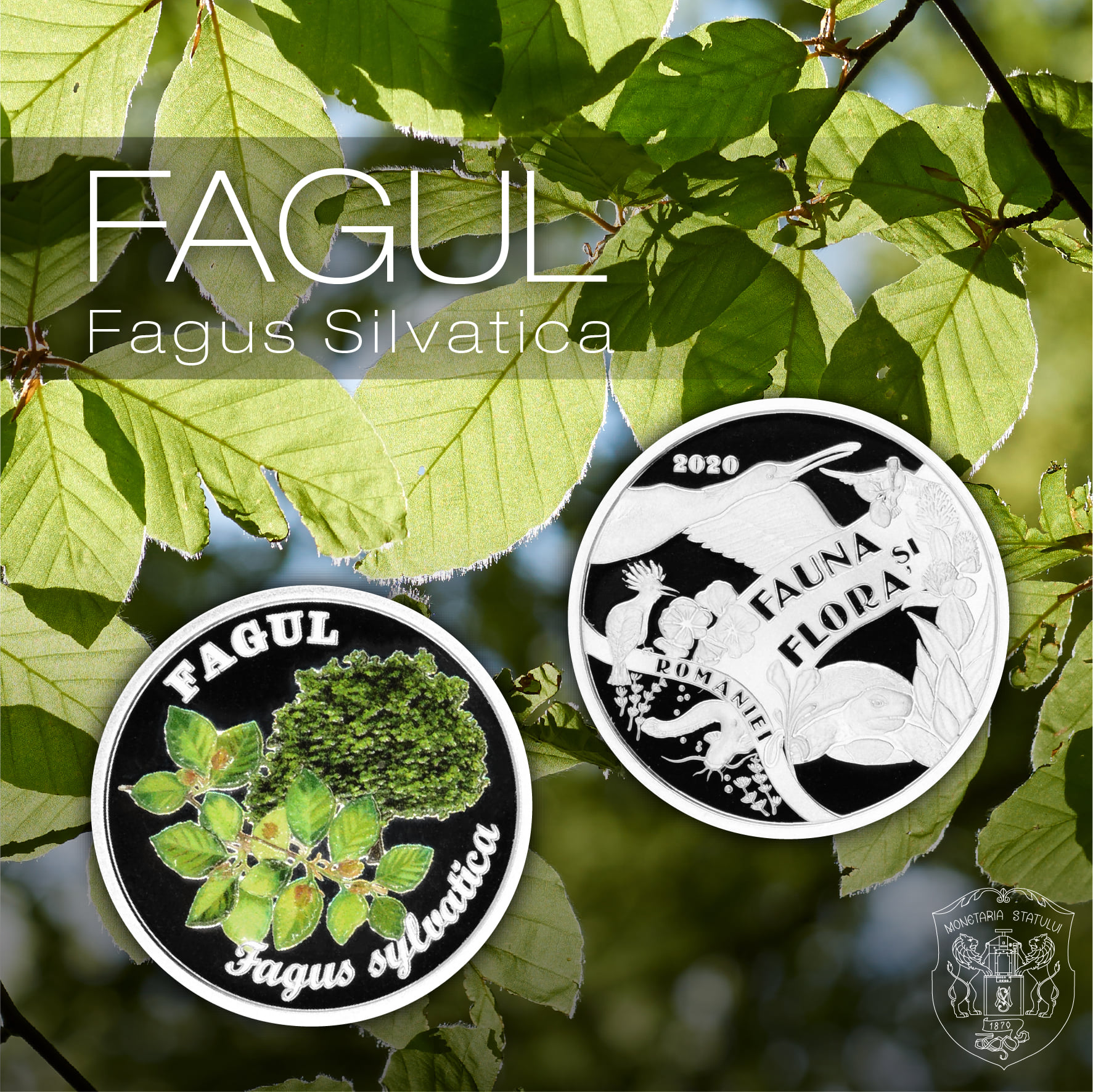 Ştiinţă pentru toţi: Medalia românească: Fagul (Fagus sylvatica)