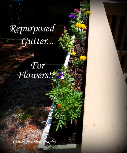 Gentle Joy Homemaker: Repurposed Gutter... For Flowers?!