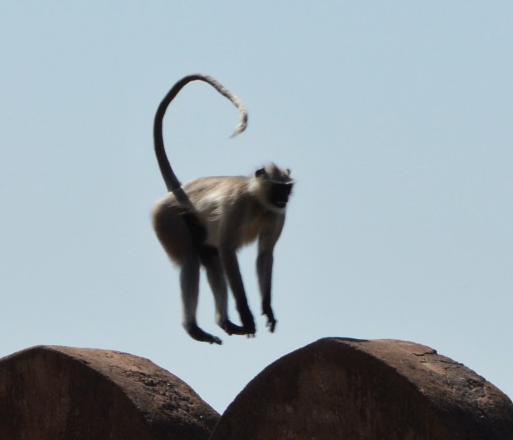 The Happy Homunculus: Big, beautiful, bouncing... Brains.