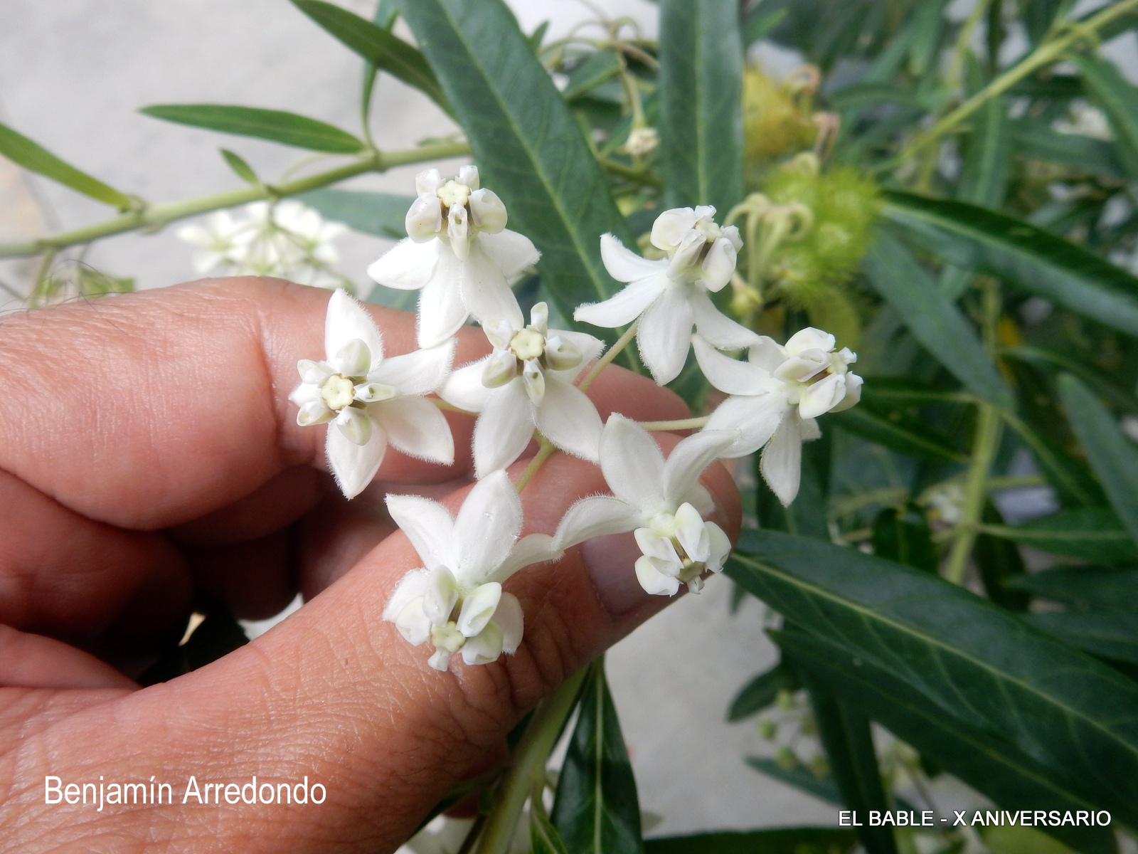 El Bable: De Oaxaca y sus flores
