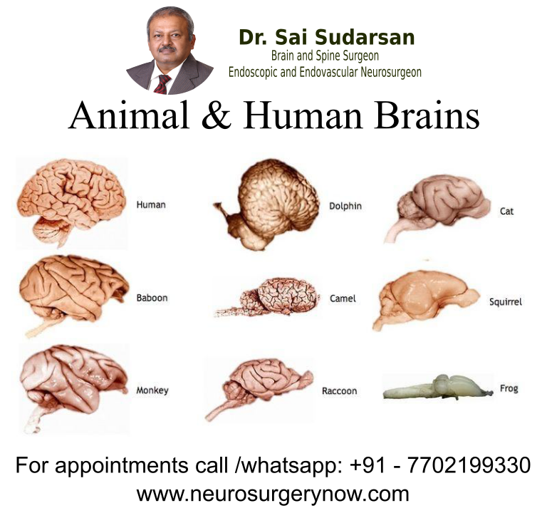 Animal Vs Human Brain