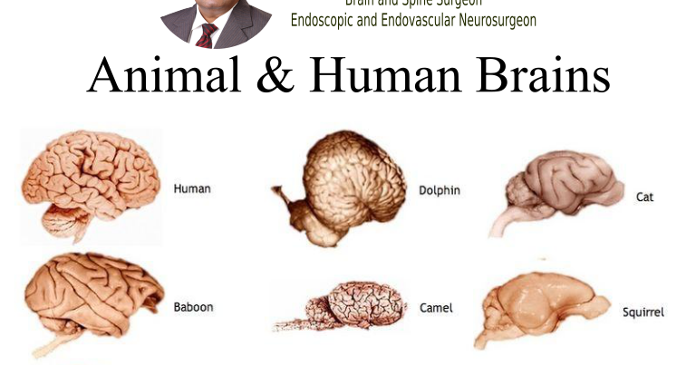 Animal Vs Human Brain