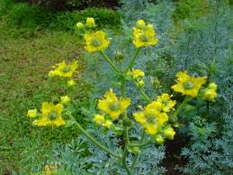 Tanaman Herbal dan Khasiatnya >> Inggu | Kumpulan Artikel