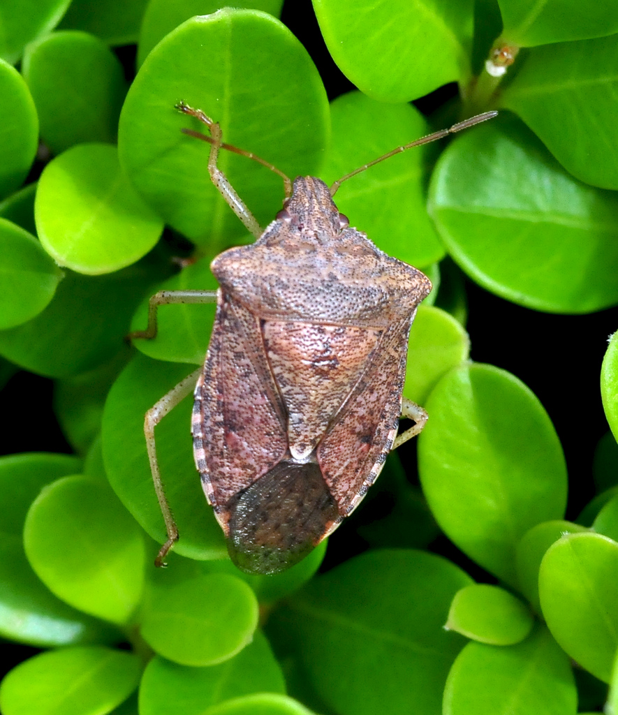 INSECTOS DE P.R. In Memoriam Dr Luis F Martorell y Dr Alain Liogier ,DR ...