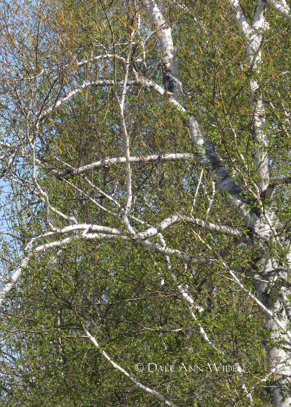 Chronicles of Whimsy: ~ Circled Cross in the Ancient Birch
