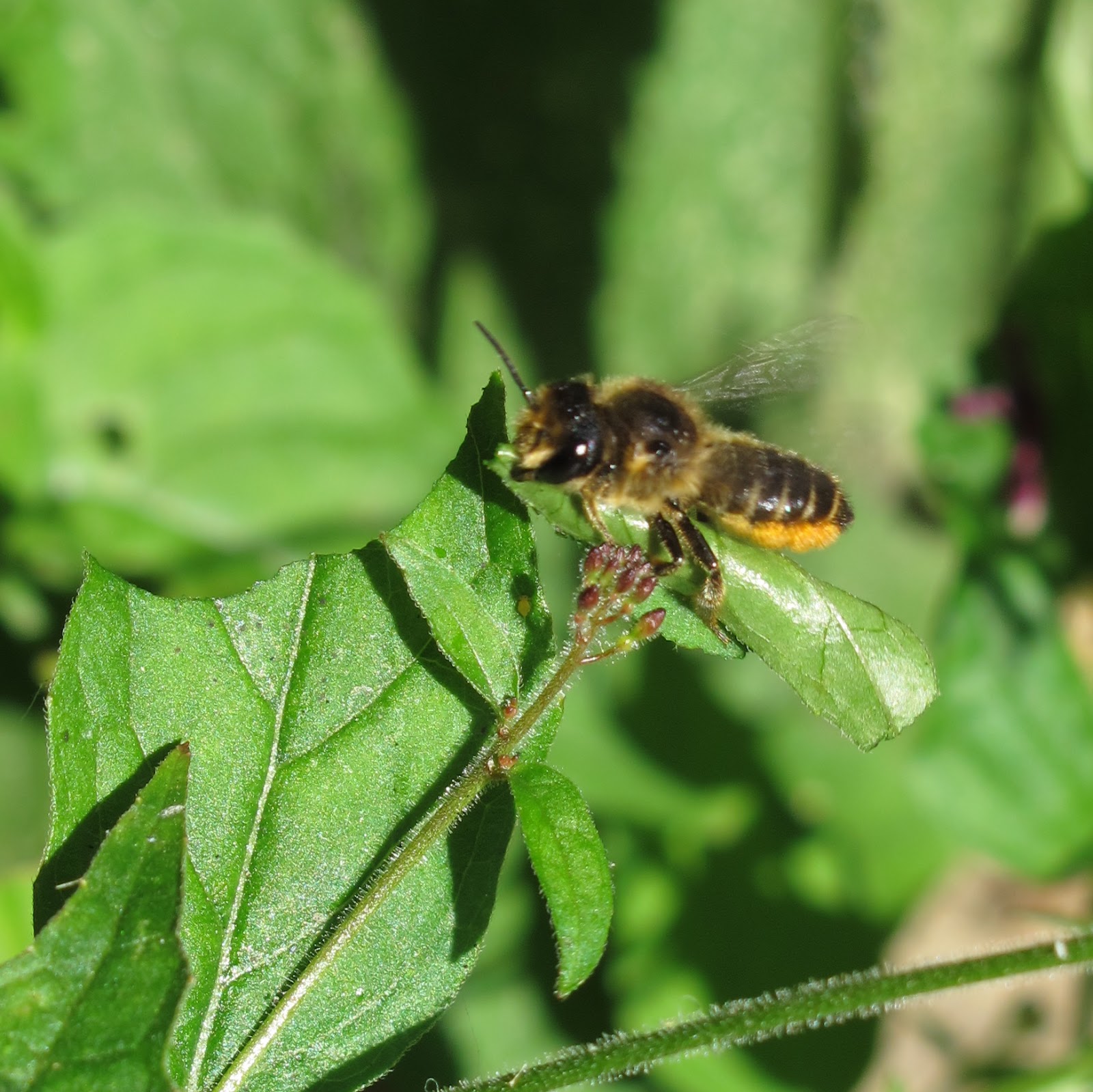 BugBlog: Bees by behaviour