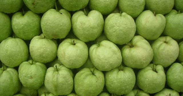 Cara Budidaya Jambu Kristal - CARA BUDIDAYA