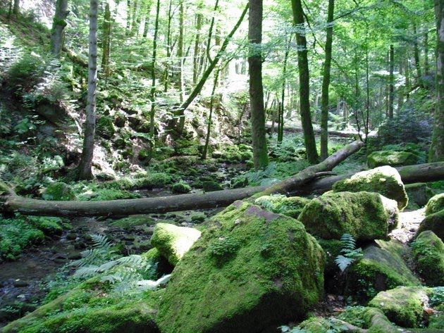 Der Schwarzwald und seine Natur: Das Monbachtal bei Bad Liebenzell
