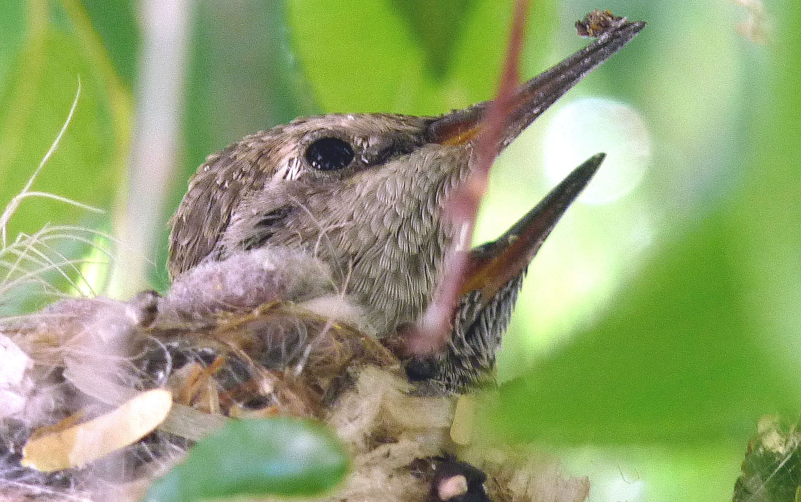A Meaningful Life, A Better World: Meme and Baby Hummingbirds