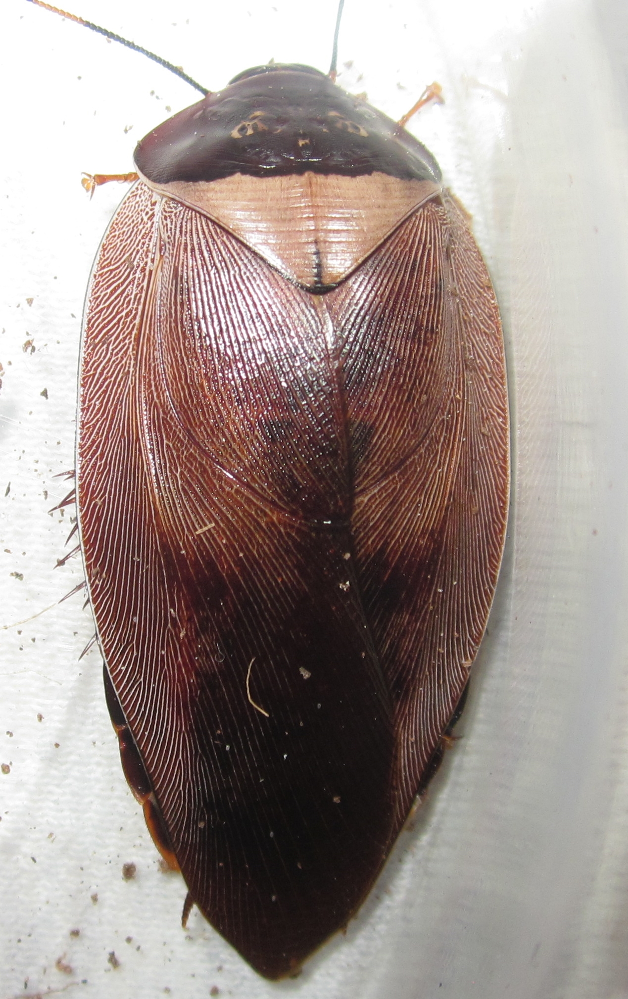 Invertebrate Dude: Pink Roach Pictures