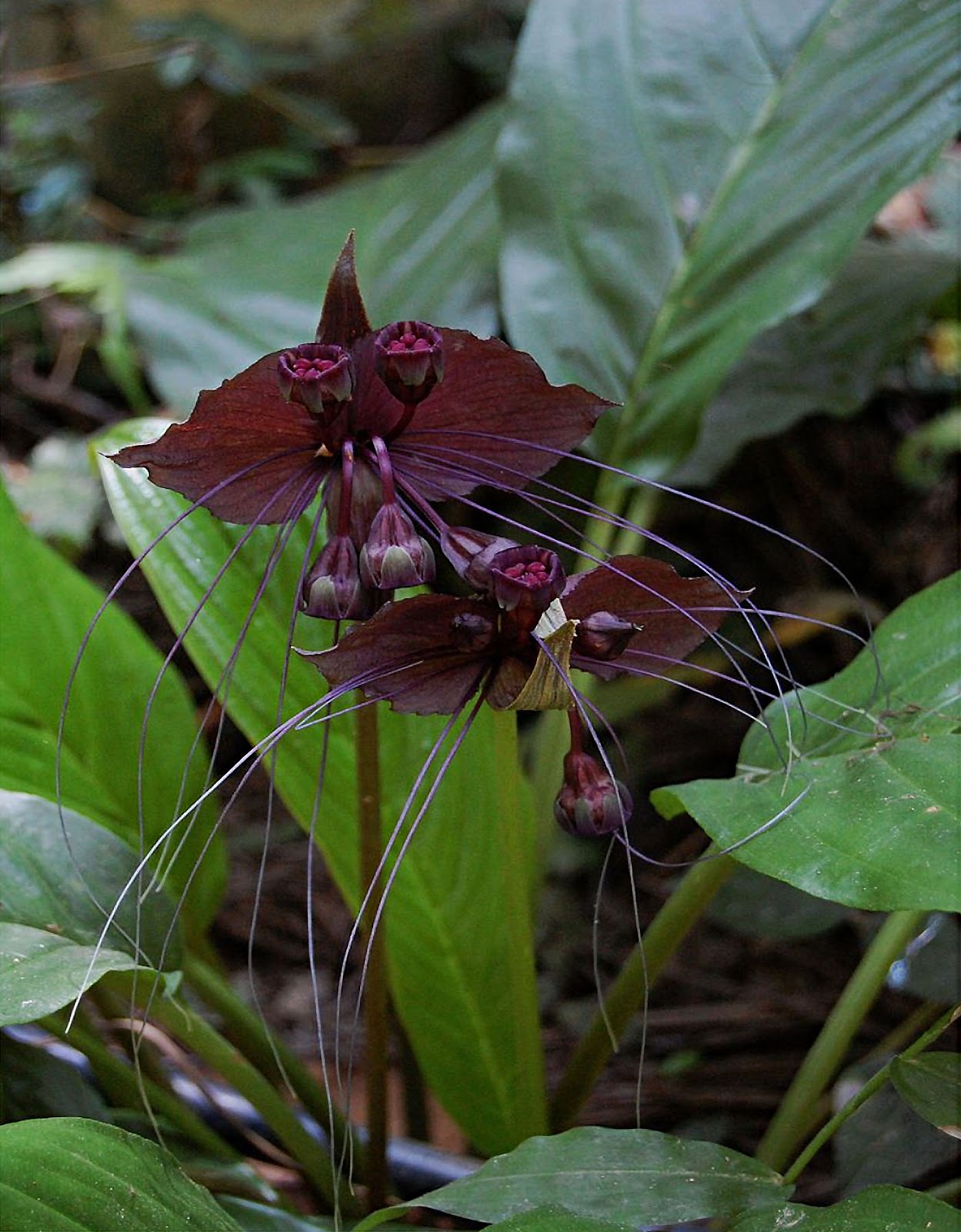 Flora y fauna: Tacca Chantrieri