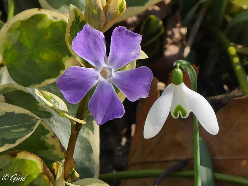 Au jardin de Gine: Fleurettes