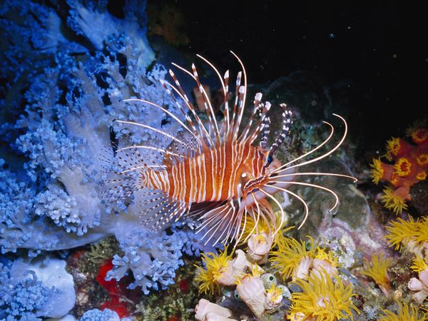 Godly And Beautiful!: DEADLY BEAUTY...DO YOU RECOGNIZE IT?