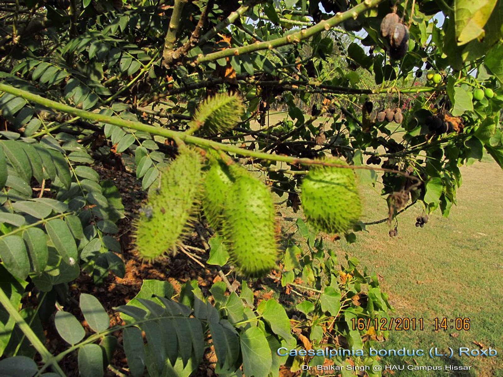 Medicinal Plants: Caesalpinia bonduc Gachakaya Kalarci Kuberaksah