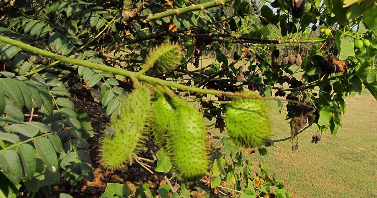 Medicinal Plants: Caesalpinia bonduc Gachakaya Kalarci Kuberaksah