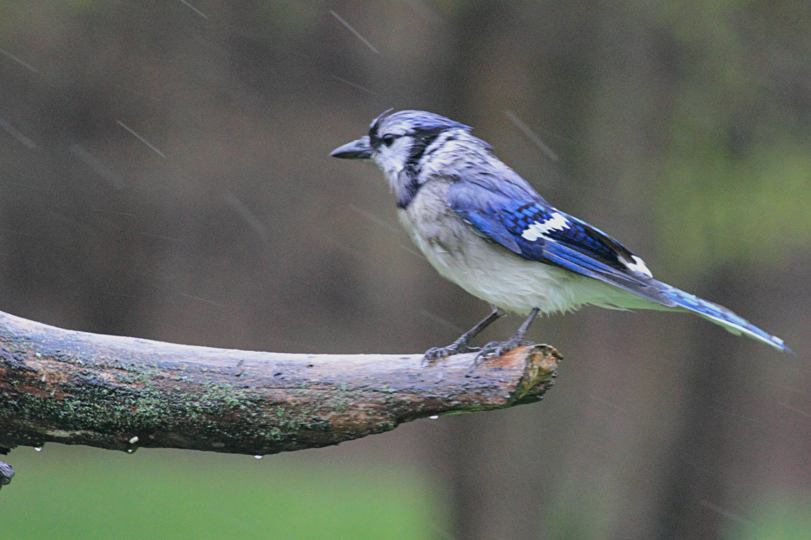 Wild life: Blue jay birds | wild birds