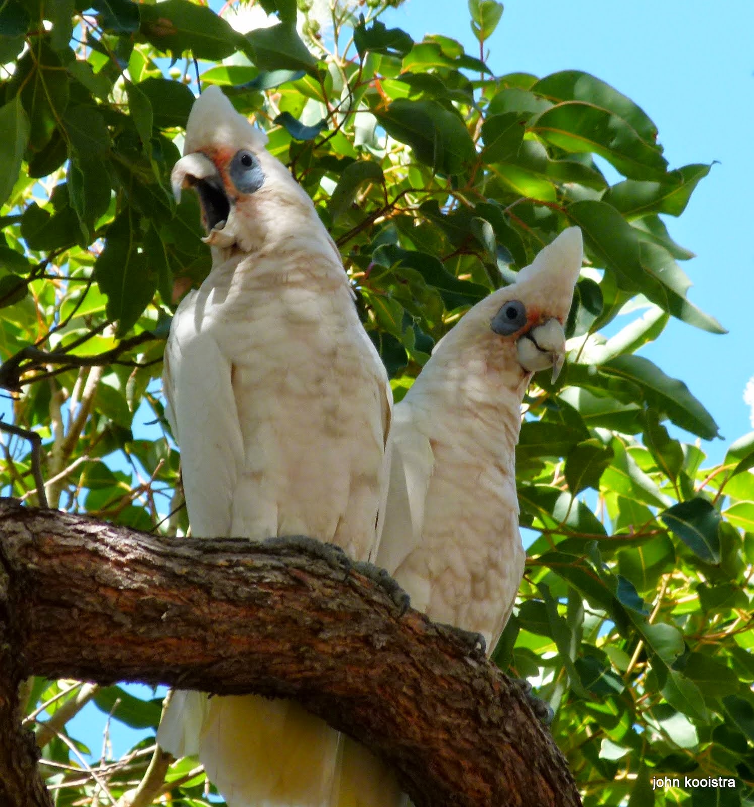 QUEENSLAND BIRDER - Birds and the natural world at home and away ...