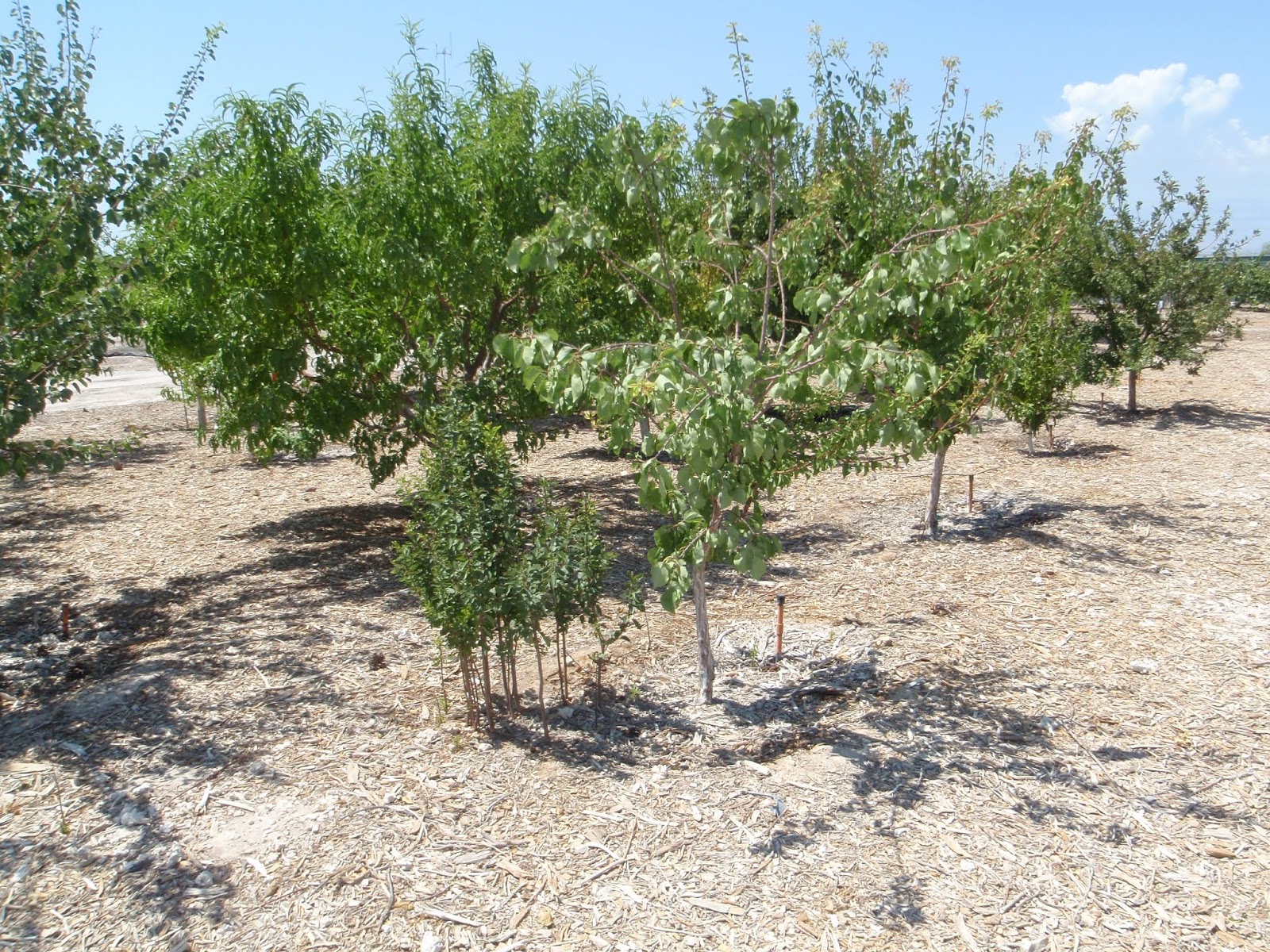 Xtremehorticulture of the Desert: Removing Root Suckers