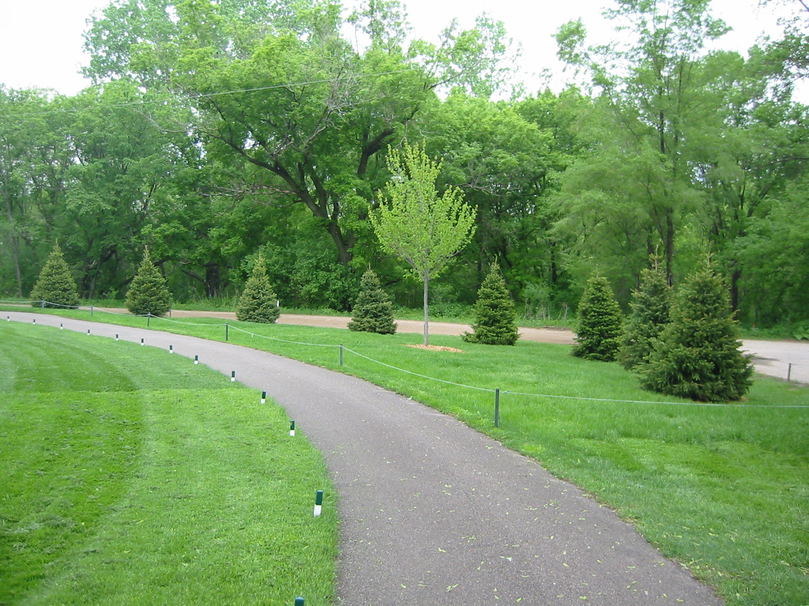 Minnesota Valley Country Club: New Tree Plantings Behind #17 Green